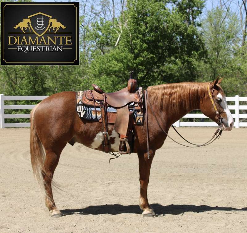 A True Unicorn APHA/AQHA Sorrel Paint Gelding