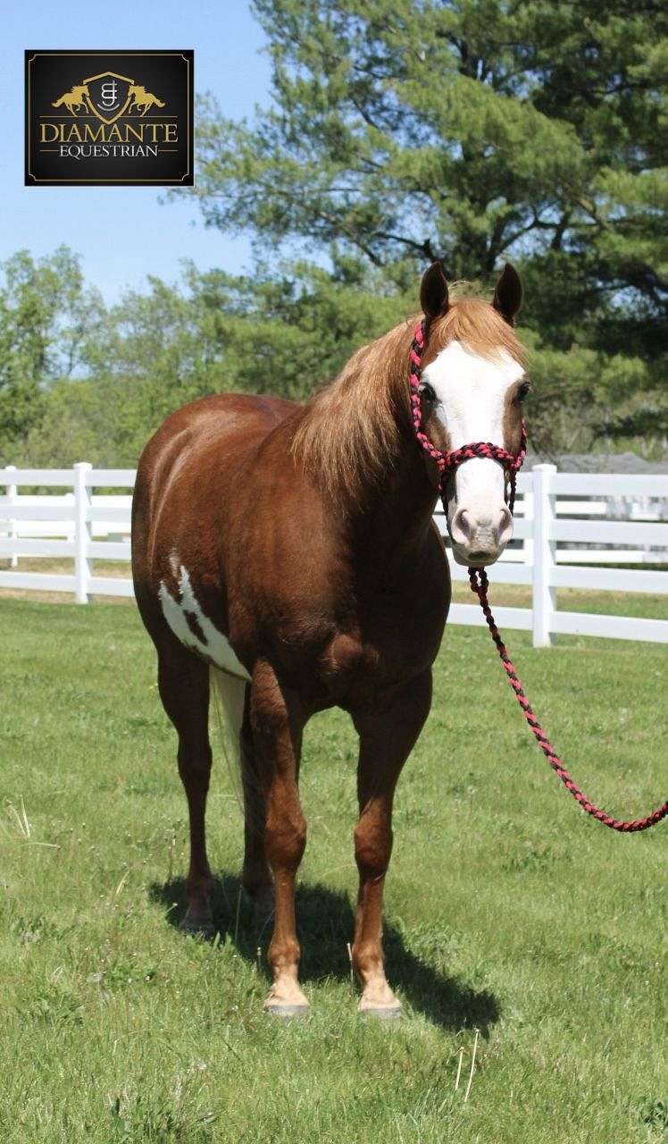A True Unicorn APHA/AQHA Sorrel Paint Gelding