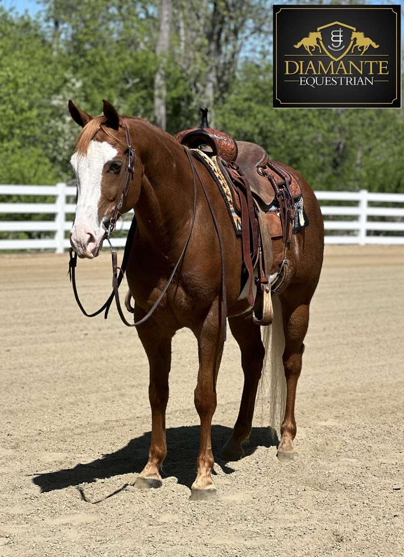 A True Unicorn APHA/AQHA Sorrel Paint Gelding