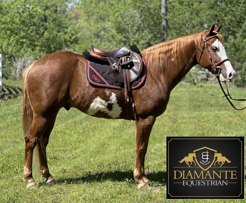 A True Unicorn APHA/AQHA Sorrel Paint Gelding