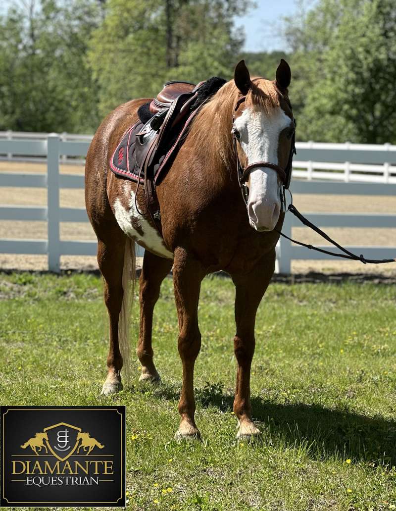 A True Unicorn APHA/AQHA Sorrel Paint Gelding