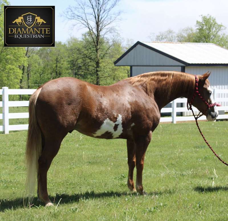A True Unicorn APHA/AQHA Sorrel Paint Gelding