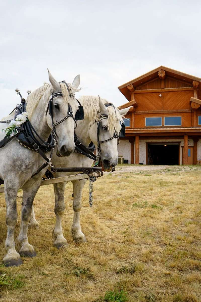 Percheron Geldings - Super Broke. Ride and Drive