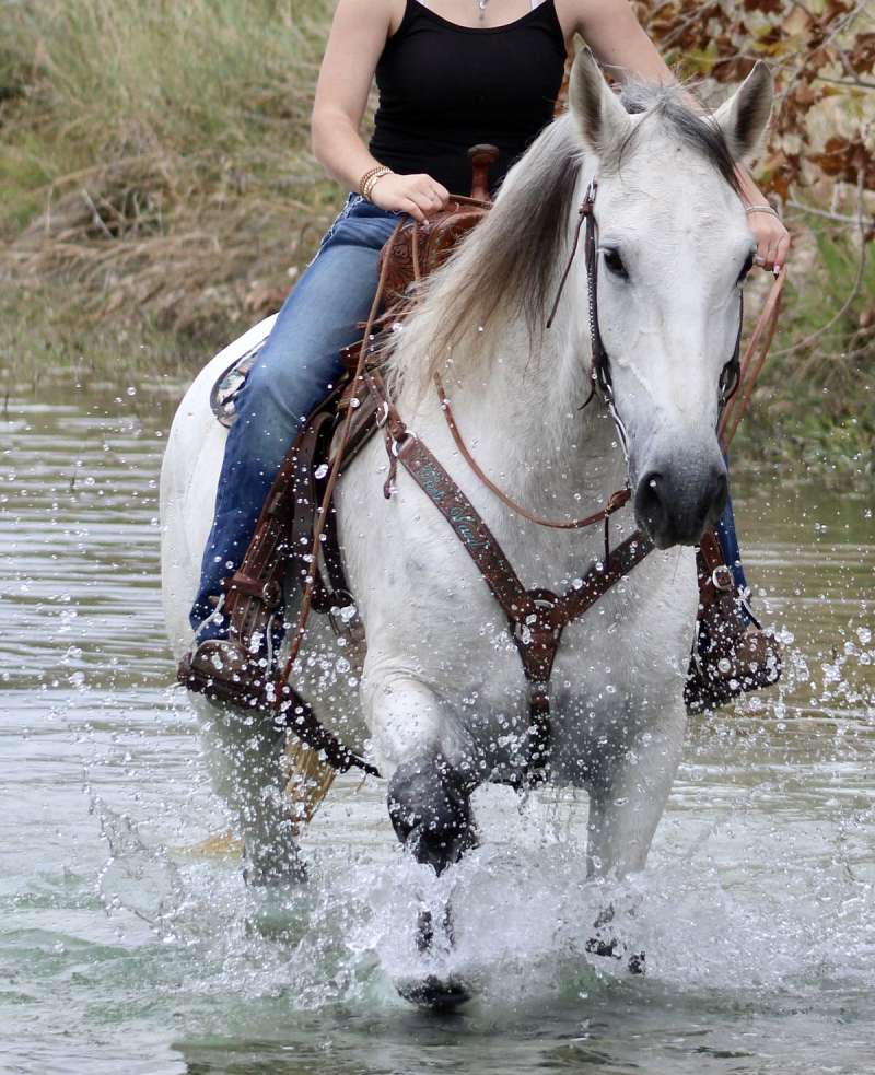 Full 18 Min Video - 17 Hand 10 Year Old Western/English Azteca Gelding