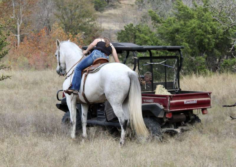 Full 18 Min Video - 17 Hand 10 Year Old Western/English Azteca Gelding