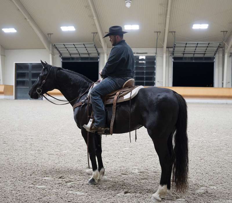 Jessie is a Stunning Black Quarter Horse Mare!