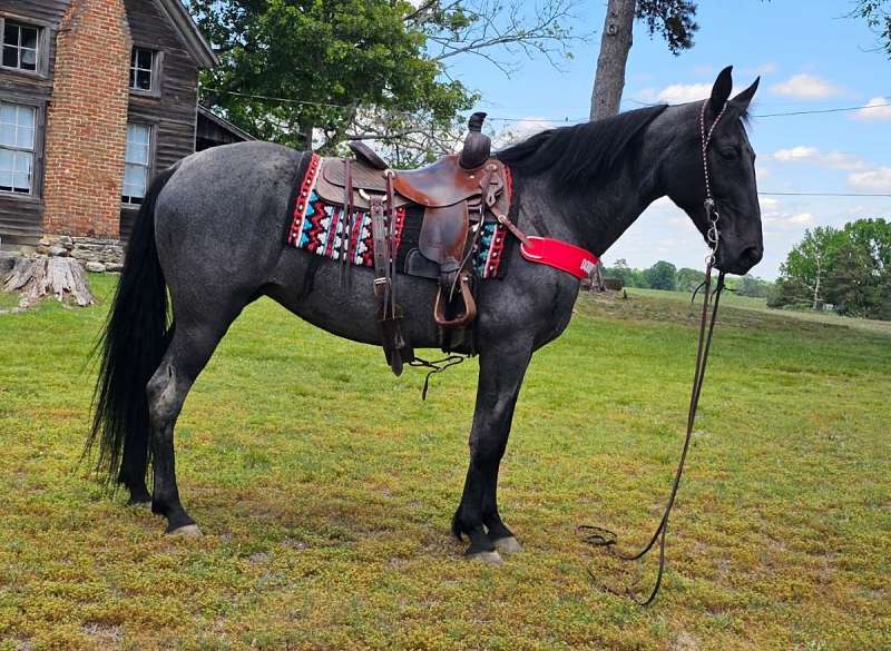 This Blue Roan Tennessee Walking Mare Will Surely Get You Noticed!