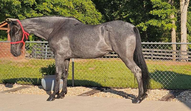 This Blue Roan Tennessee Walking Mare Will Surely Get You Noticed!