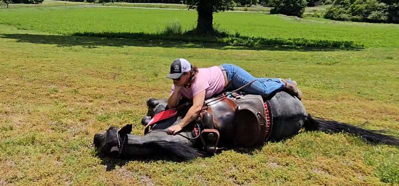This Blue Roan Tennessee Walking Mare Will Surely Get You Noticed!
