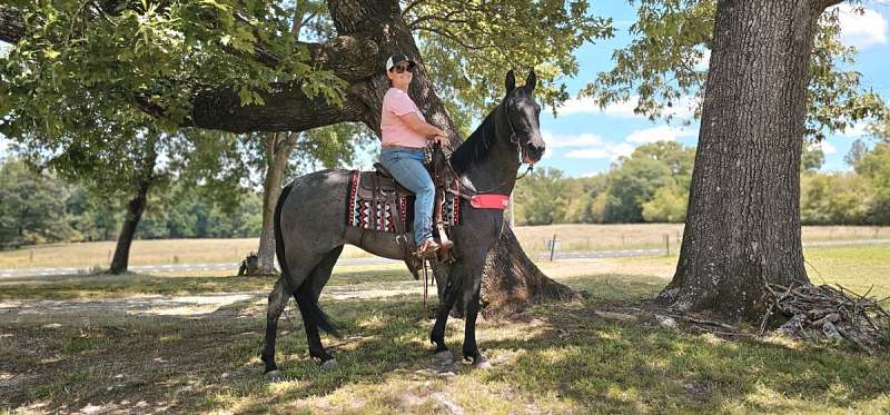 This Blue Roan Tennessee Walking Mare Will Surely Get You Noticed!