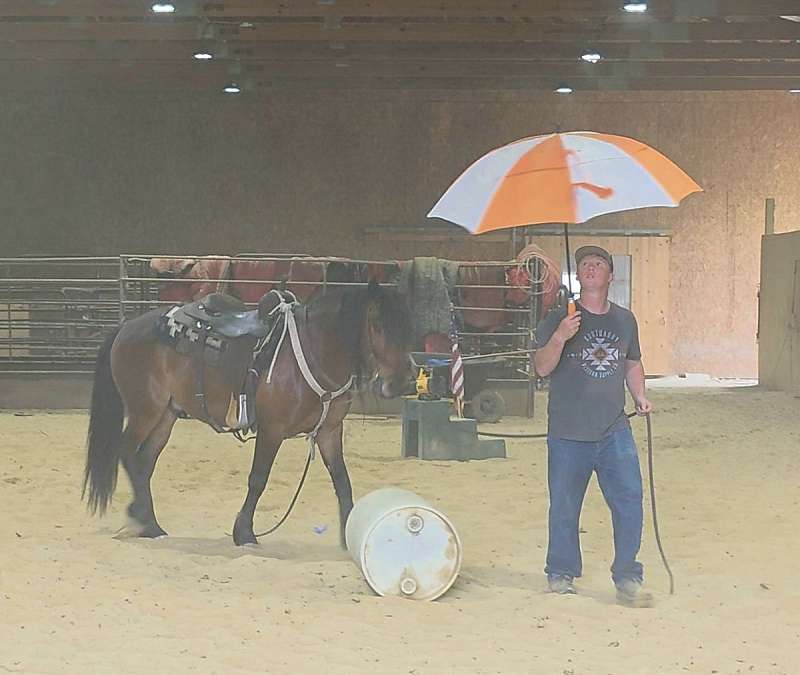 Mario is a Gorgeous Bay Registered BLM Mustang!