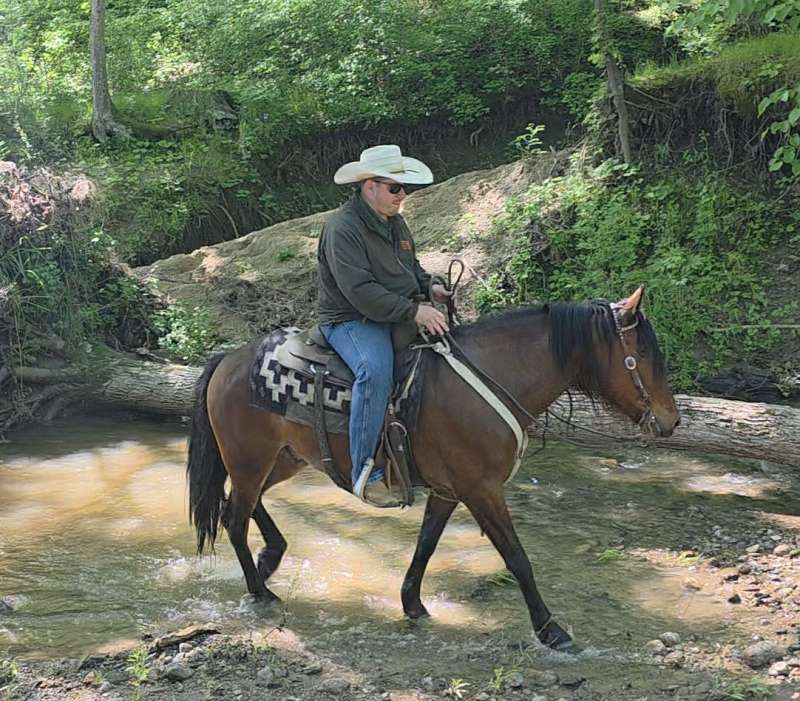 Mario is a Gorgeous Bay Registered BLM Mustang!