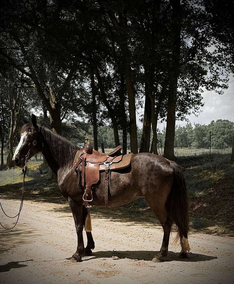 Xena is the Tennessee Walker You Have Been Looking for!