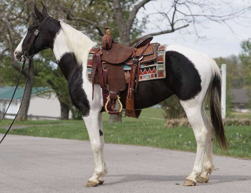 This Blue Eyed Beauty is All You Need!