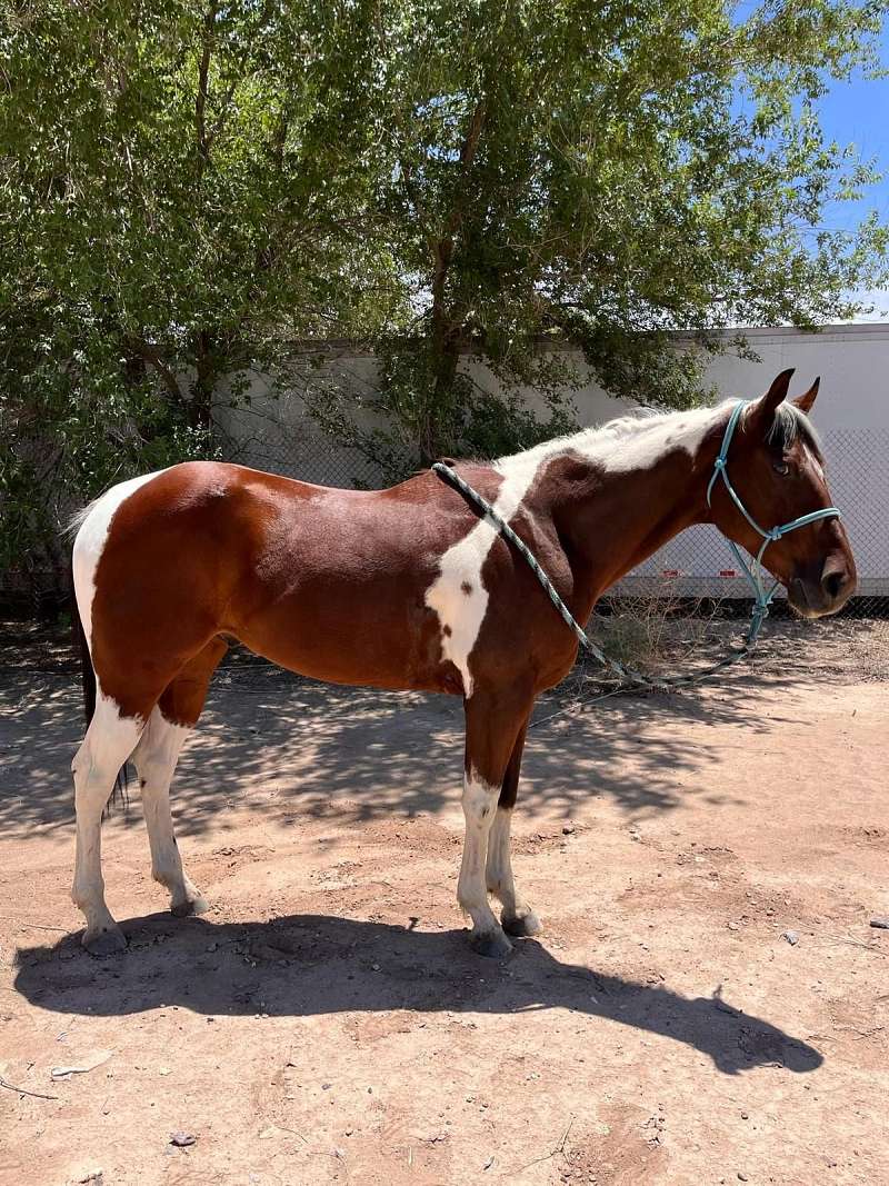 EquineNow Horses for Sale