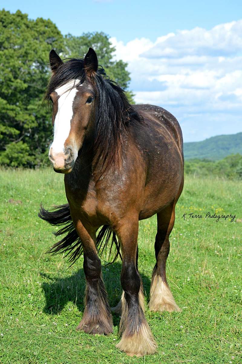 Beautiful, Tall Bay, Bred Lp Filly As a 2-in-1 in North Carolina