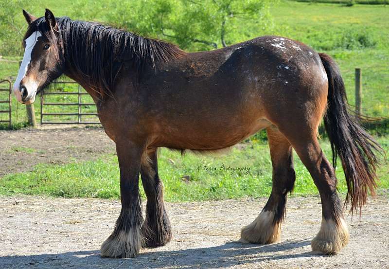 Beautiful, Tall Bay, Bred Lp Filly As a 2-in-1 in North Carolina