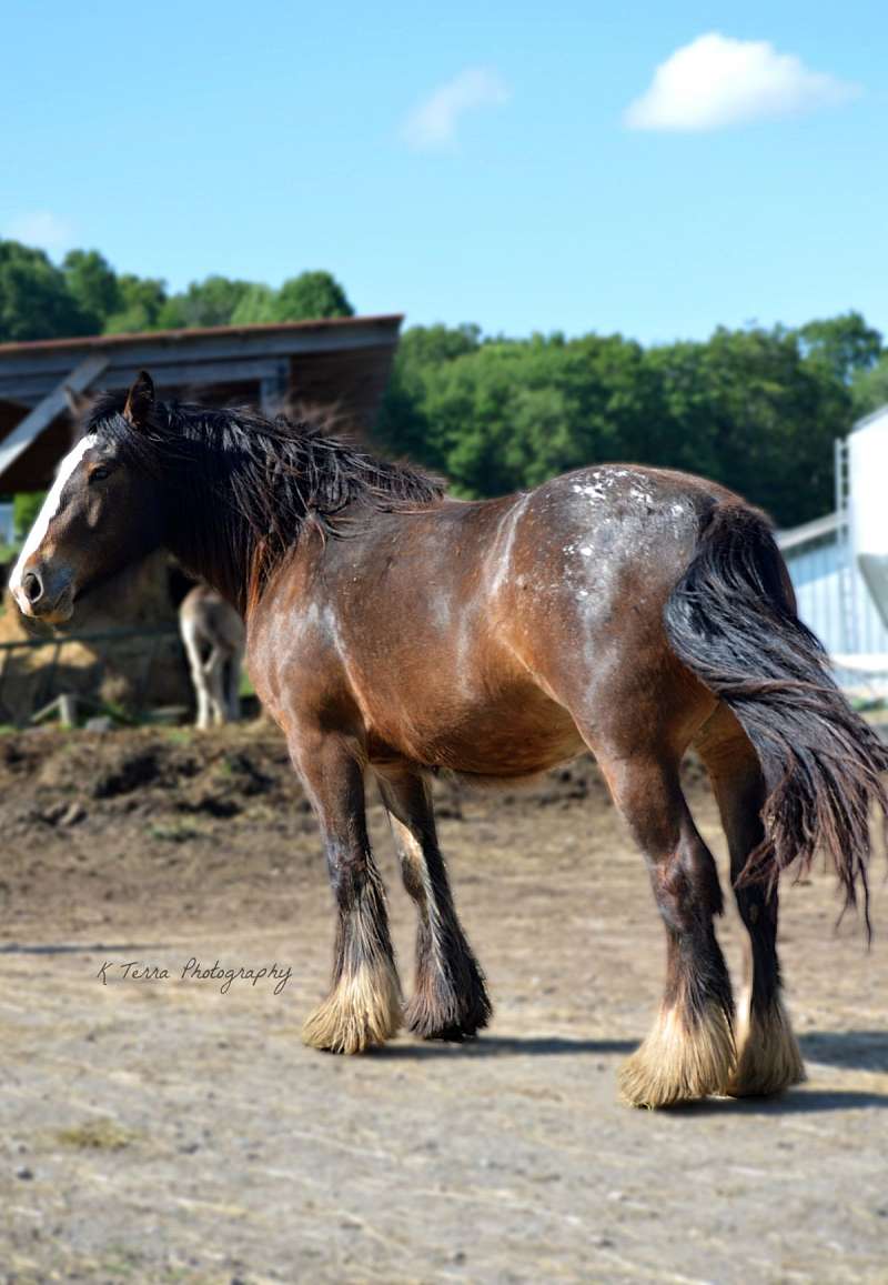 Beautiful, Tall Bay, Bred Lp Filly As a 2-in-1 in North Carolina