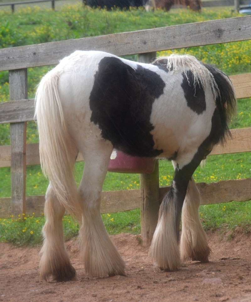 Heavy Traditional Filly, a Home Run Girl