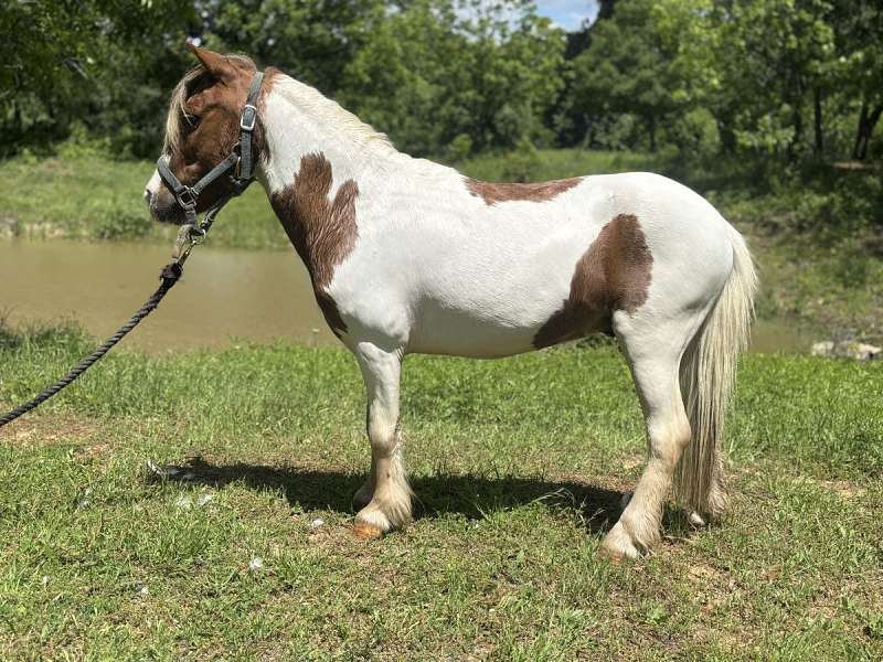 Chestnut Paint Mini Gelding