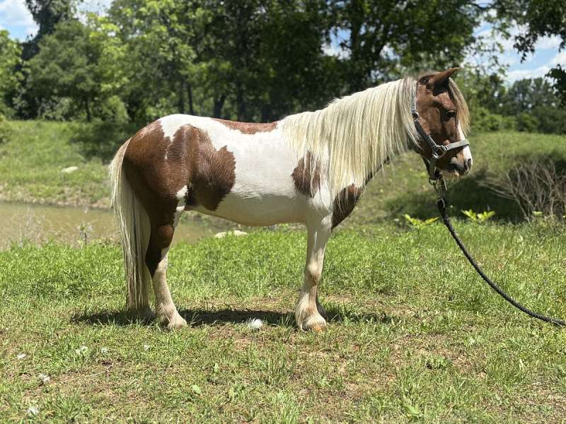 Chestnut Paint Mini Gelding
