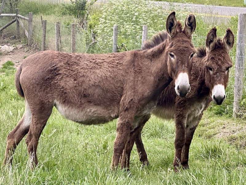 Package Deal - Bred Standard Jenny Donkey and Yearling Standard Jenny