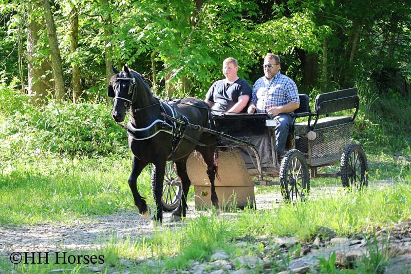 Really Fancy Black Friesian Quarter Horse Crossbred Mare, Rides and Drives