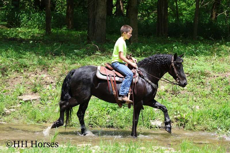 Really Fancy Black Friesian Quarter Horse Crossbred Mare, Rides and Drives