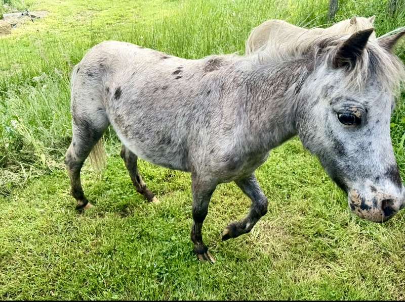 AMHA/AMHR Appy Mini Mare