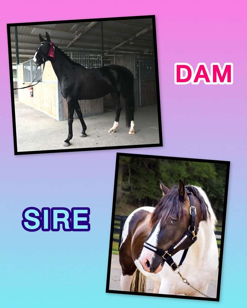 Tall 2 Yr Old Pinto Hanoverianx Sport Gelding