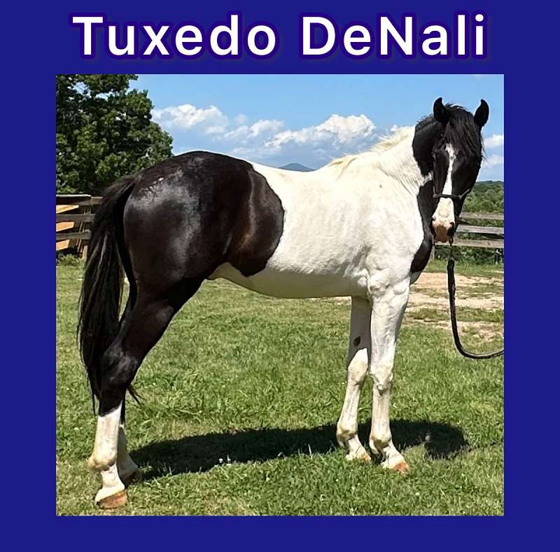 Tall 2 Yr Old Pinto Hanoverianx Sport Gelding
