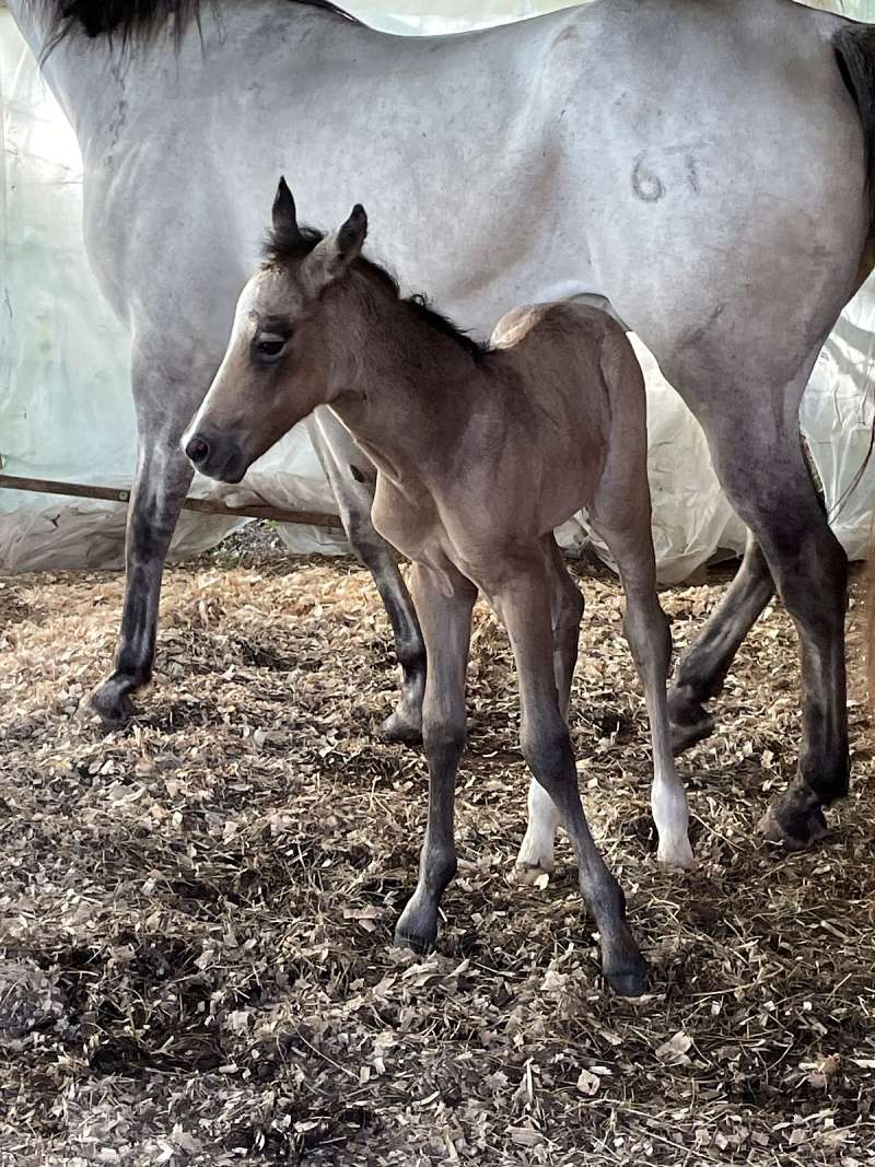 AQHA/Fqha Weanling Filly