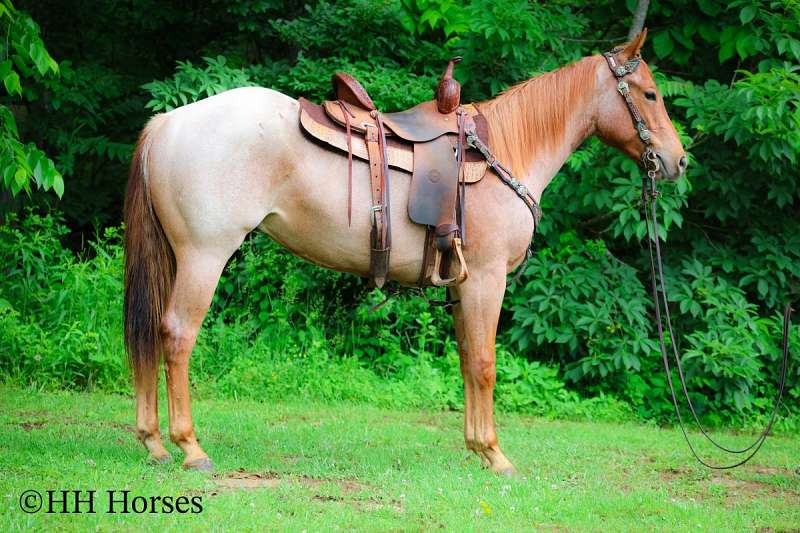 Super Well Bred AQHA Red Roan Gelding, Ranching, Trails, Cowy and Fun