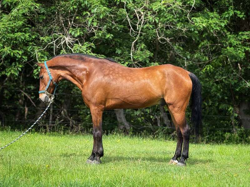 All-Around Morgan Cross Gelding