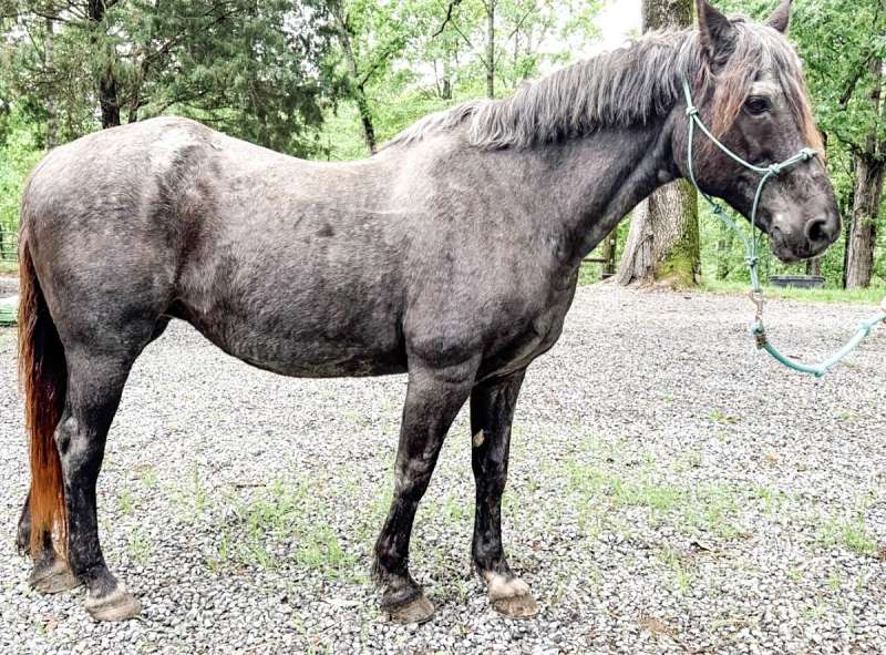 Blue Roan Quarter Horse Mare – Seasoned Trail Leader – Gentle & Dependable