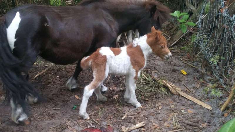 Miniature Horse -Jazzy -Beautiful Sorrel Pinto Filly