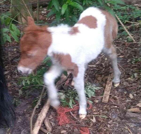 Miniature Horse -Jazzy -Beautiful Sorrel Pinto Filly