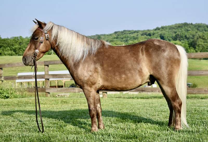“Rocky: the Ultimate Family Pony”
