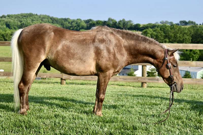 “Rocky: the Ultimate Family Pony”