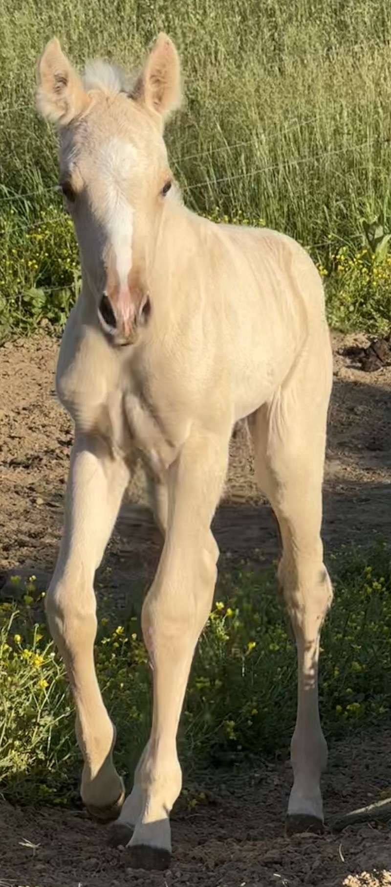Fancy Dunalino AQHA Running/Cow Bred Filly
