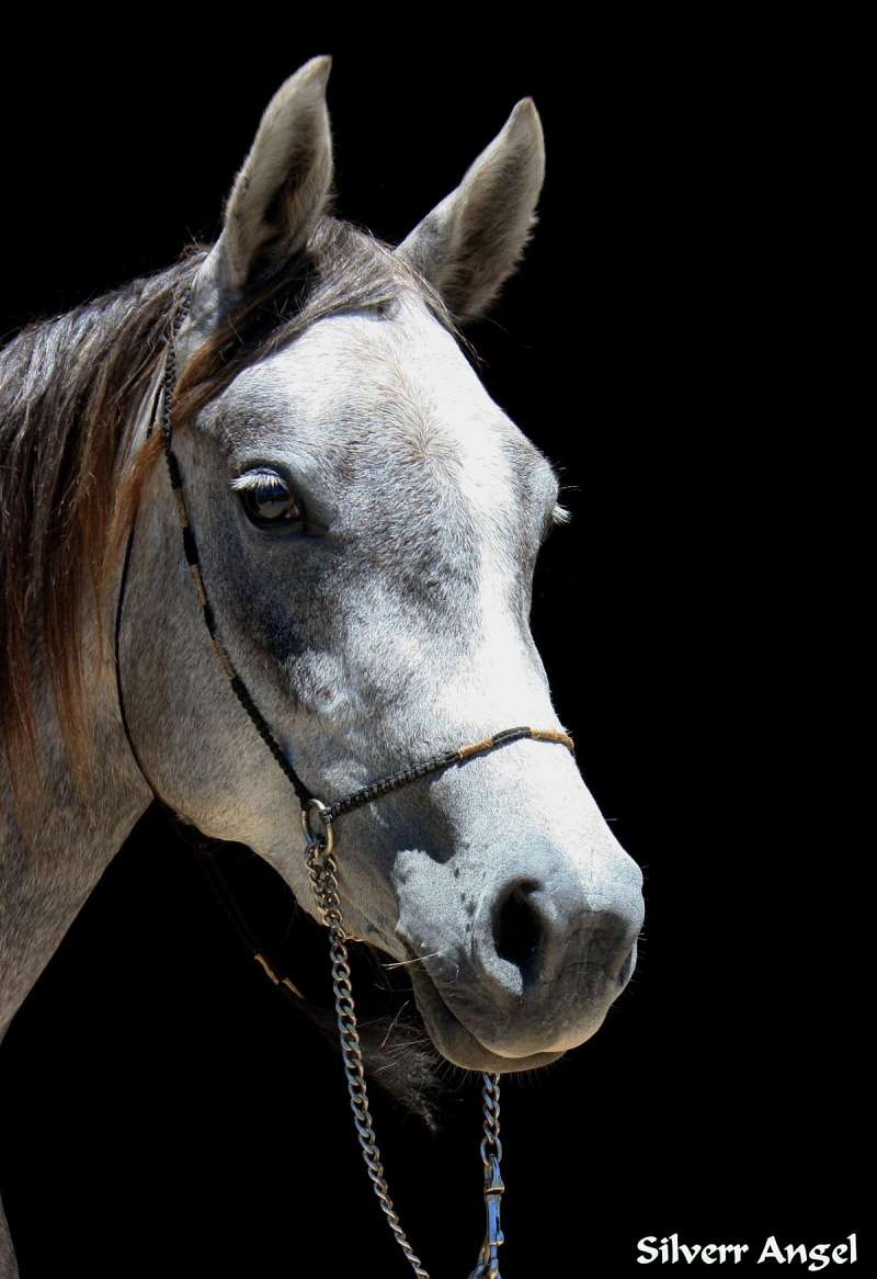 Straight Russian Arabian Filly