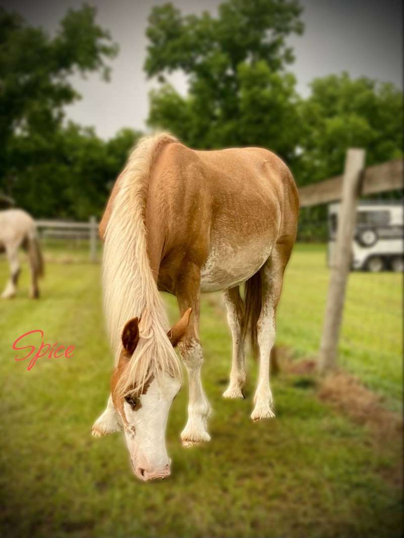 Red Hot With This Silver Chestnut 2024 Gypsy Vanner Filly in Florida