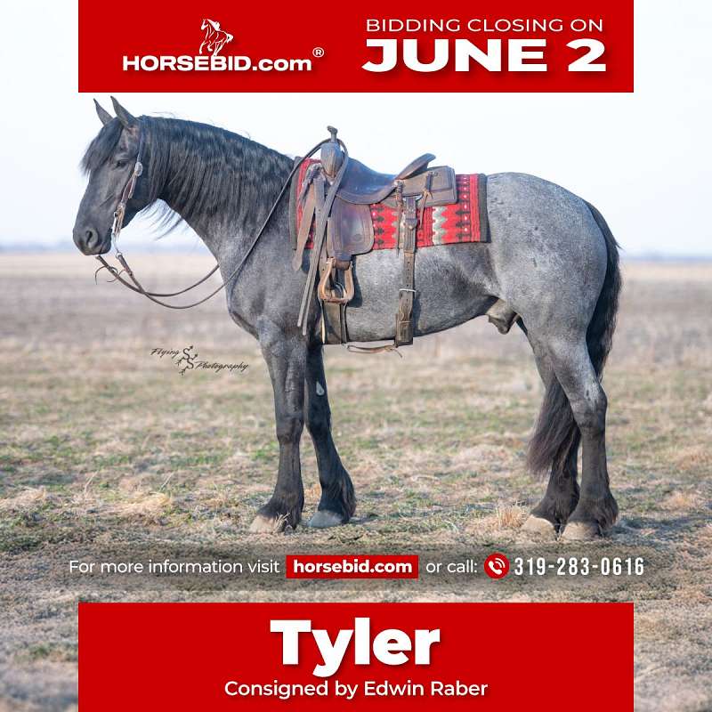 Tyler - a True All-Around Horse 4 yo Blue Roan Friesian Sport Horse Gelding