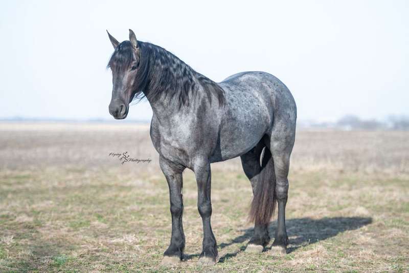Tyler - a True All-Around Horse 4 yo Blue Roan Friesian Sport Horse Gelding