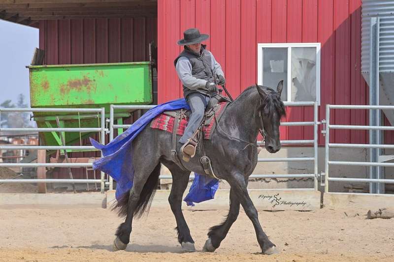 Tyler - a True All-Around Horse 4 yo Blue Roan Friesian Sport Horse Gelding