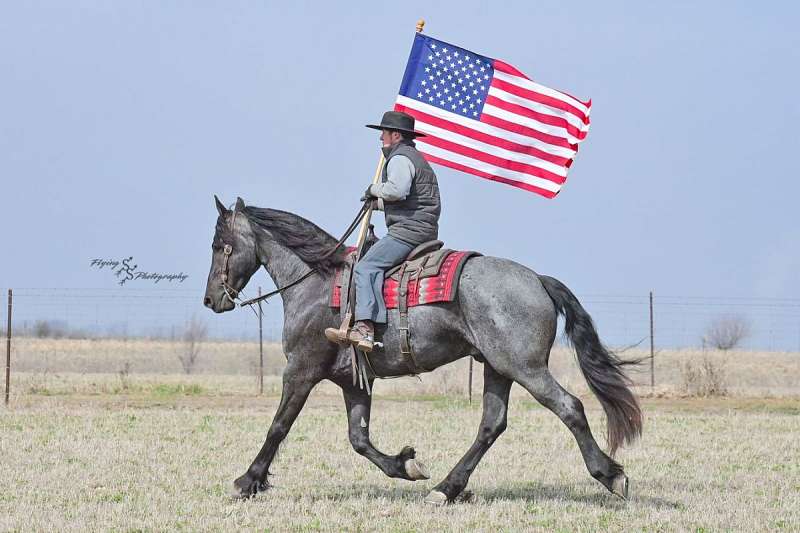 Tyler - a True All-Around Horse 4 yo Blue Roan Friesian Sport Horse Gelding