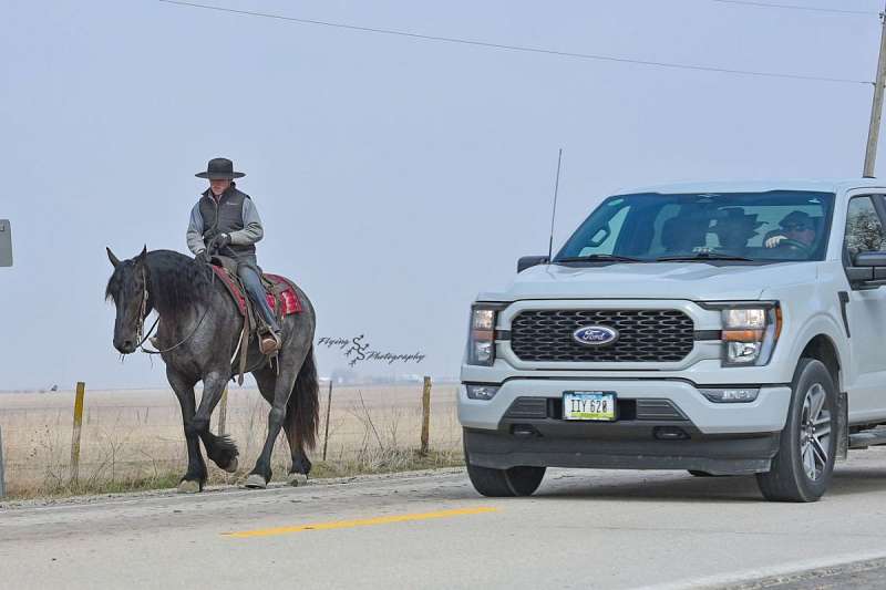 Tyler - a True All-Around Horse 4 yo Blue Roan Friesian Sport Horse Gelding