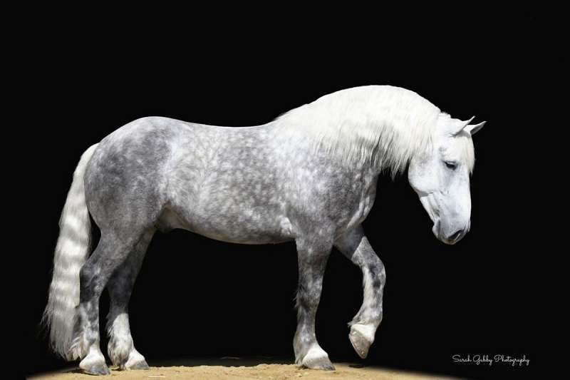 Titan - Super Talented 6 Yr Old Dapple Grey Draft Cross Gelding!