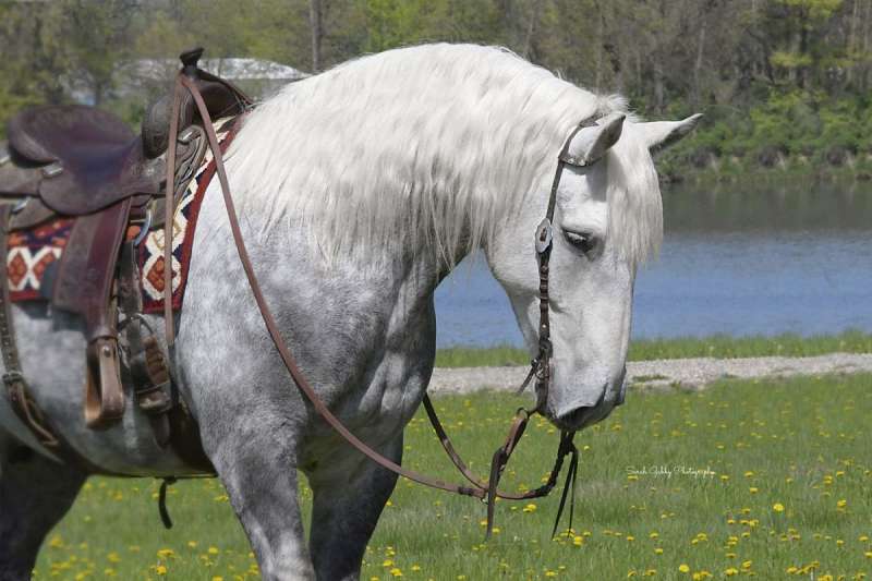 Titan - Super Talented 6 Yr Old Dapple Grey Draft Cross Gelding!
