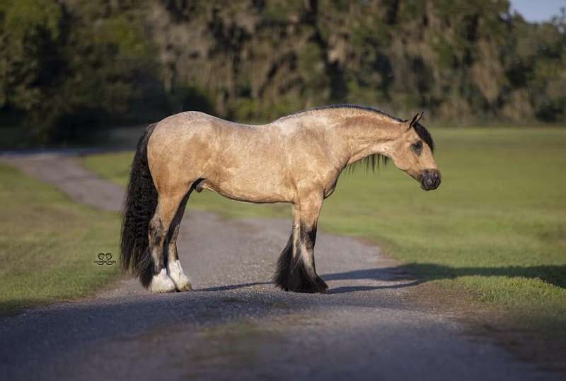 Tater - Stunning All-Around Horse 5 Yr Old Buckskin Gypsy Vanner Gelding!